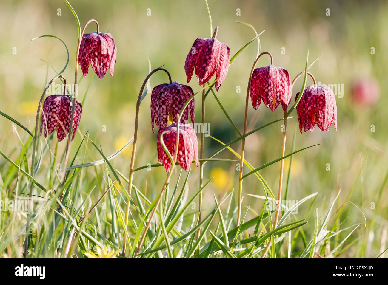 Fritillaria meleagris, known as Snake's fritillary, Snake's head, Chess ...