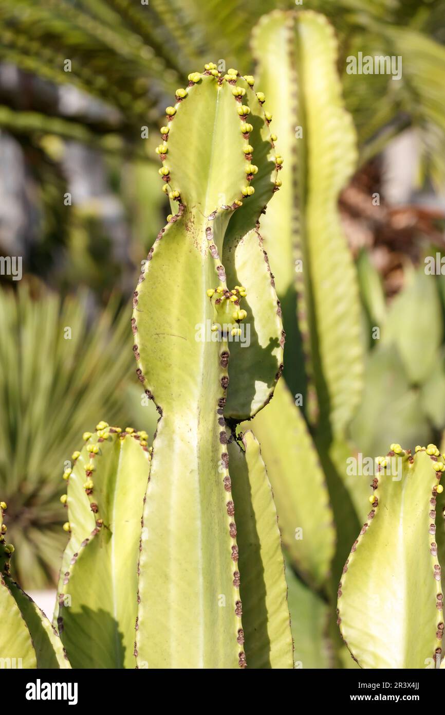 Euphorbia canariensis, commonly known as Canary Island spurge, Hercules ...