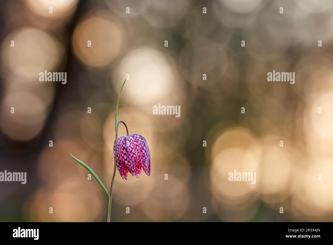 Fritillaria meleagris, known as Snake's fritillary, Snake's head, Chess ...