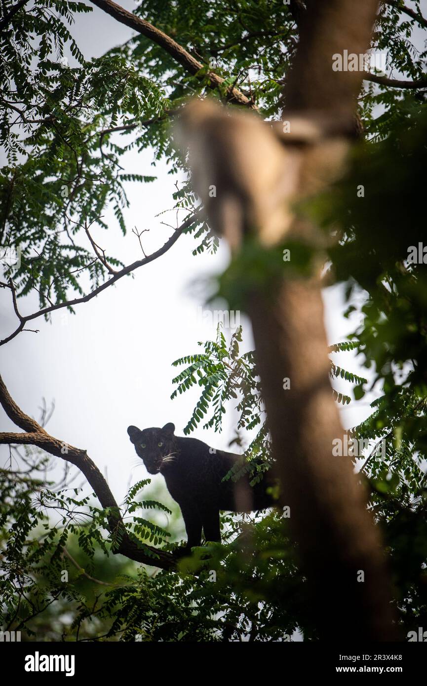 RARE images have been captured of a kalua hunting a langur have been ...