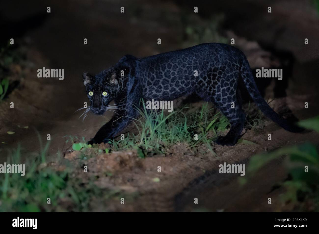 RARE images have been captured of a kalua hunting a langur have been ...