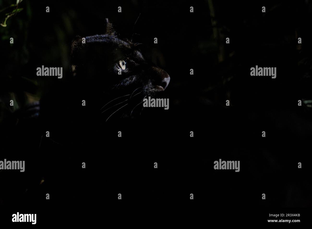 RARE images have been captured of a kalua hunting a langur have been ...