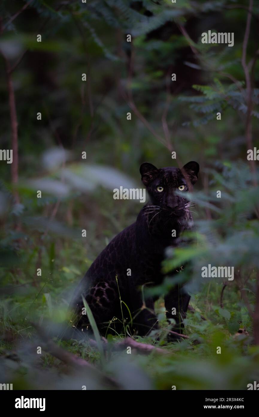 RARE images have been captured of a kalua hunting a langur have been ...