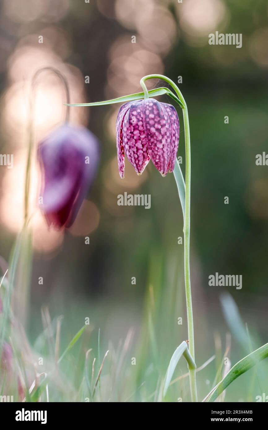 Fritillaria meleagris, known as Snake's fritillary, Snake's head, Chess ...
