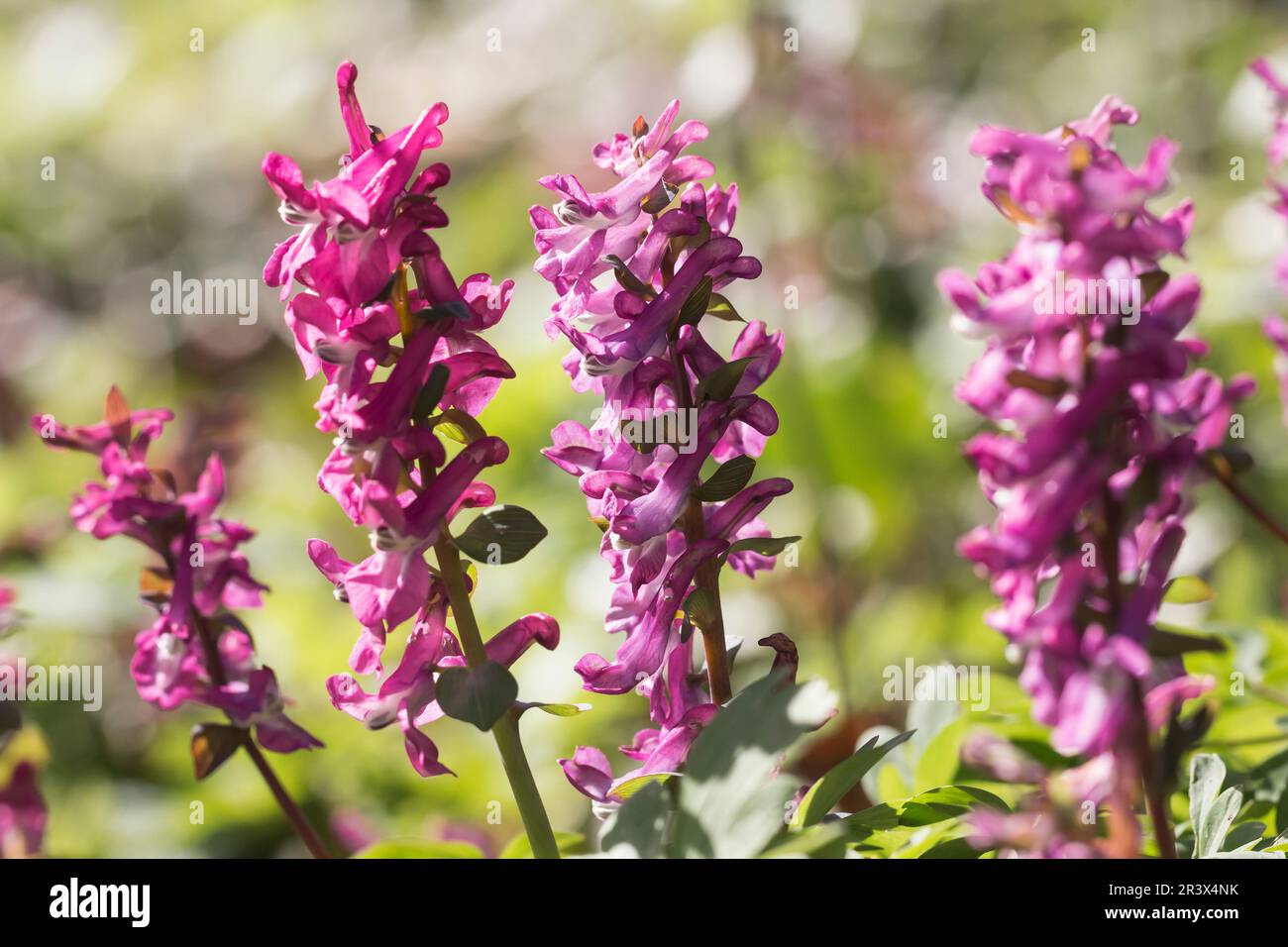 Corydalis cava, known as Corydalis flower, Fumewort, Hollowroot ...