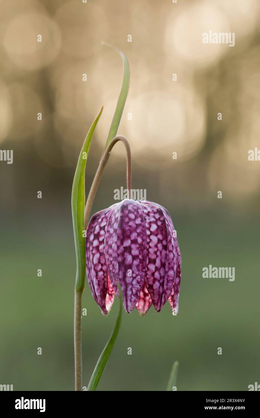 Fritillaria meleagris, known as Snake's fritillary, Snake's head, Chess ...