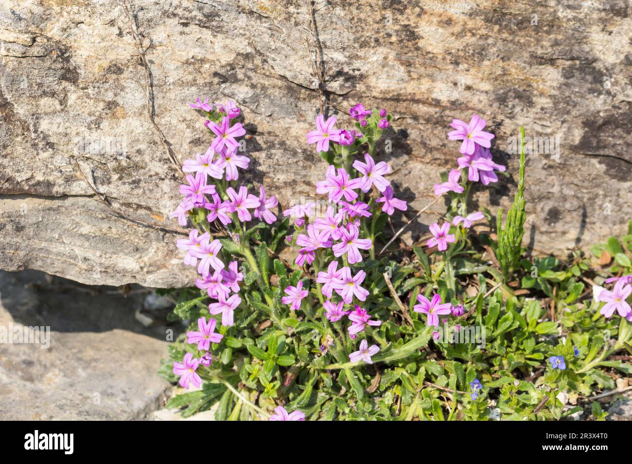 Erinus alpinus, known as Fairy foxglove, starflower, Alpine balsam ...