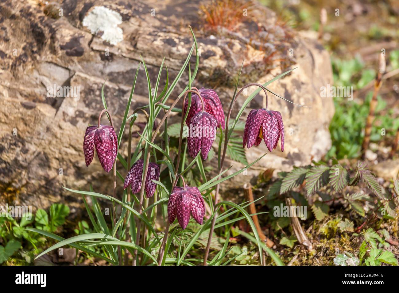 Fritillaria meleagris, known as Snake's fritillary, Snake's head, Chess ...