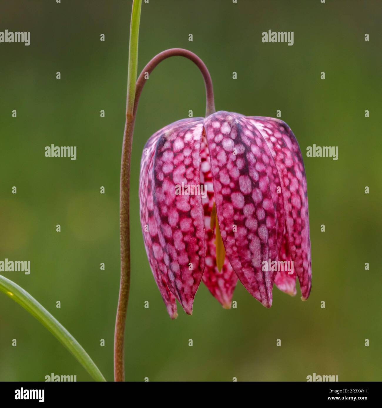 Fritillaria meleagris, known as Snake's fritillary, Snake's head, Chess ...