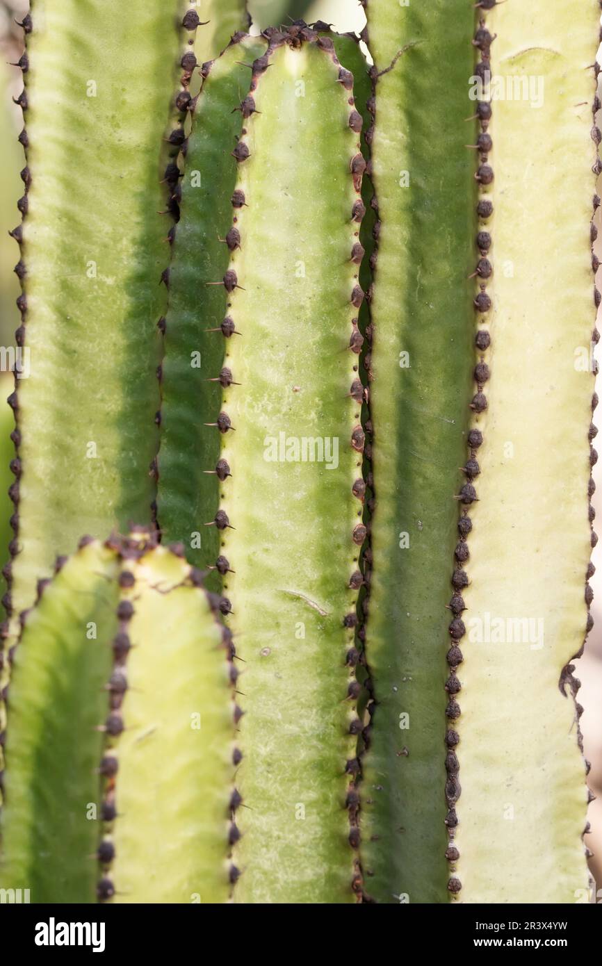 Euphorbia canariensis, commonly known as Canary Island spurge, Hercules ...
