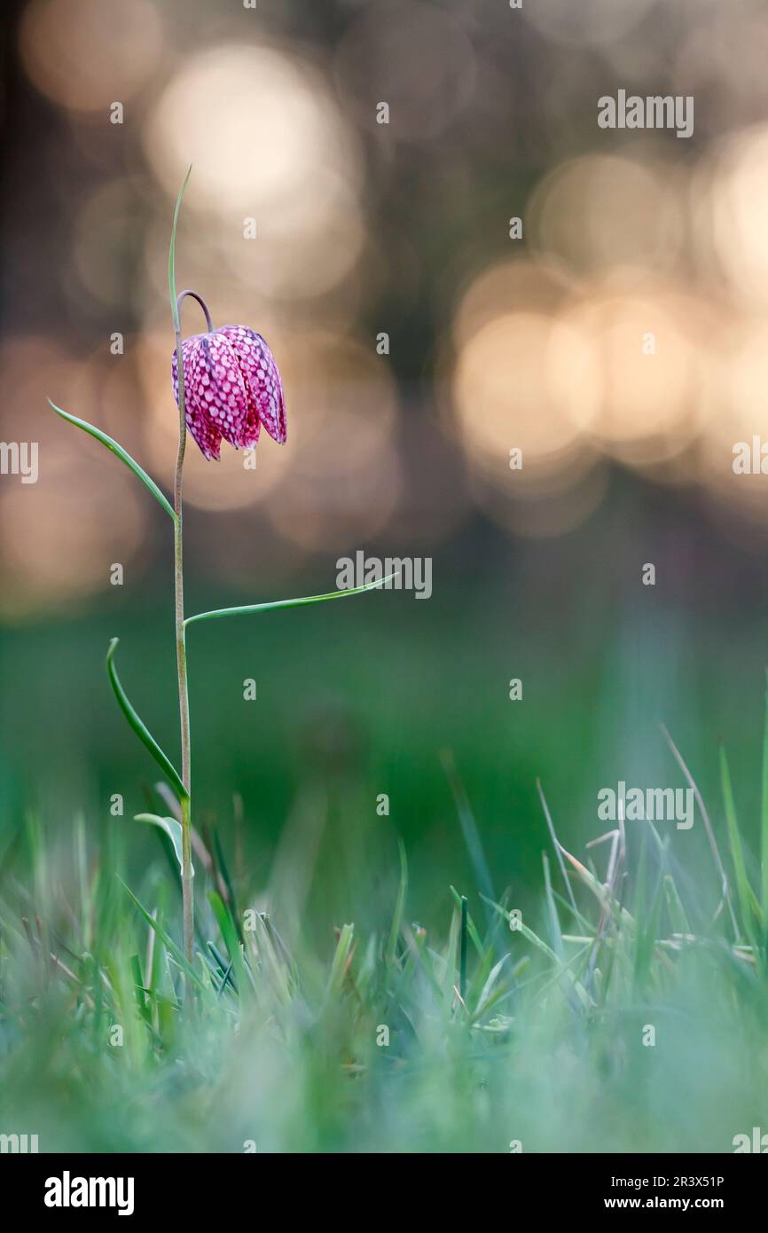 Fritillaria meleagris, known as Snake's fritillary, Snake's head, Chess ...