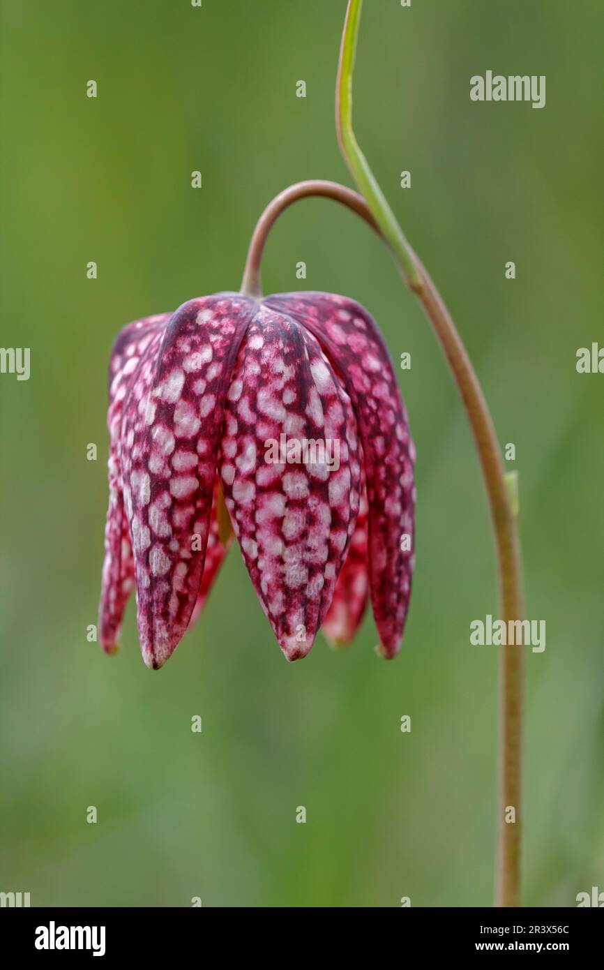 Fritillaria meleagris, known as Snake's fritillary, Snake's head, Chess ...