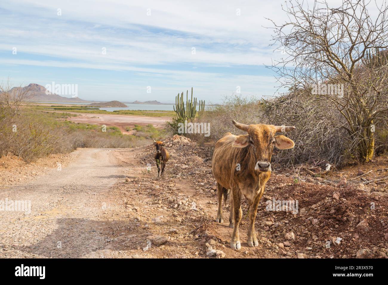 Cow in cactus hi-res stock photography and images - Alamy