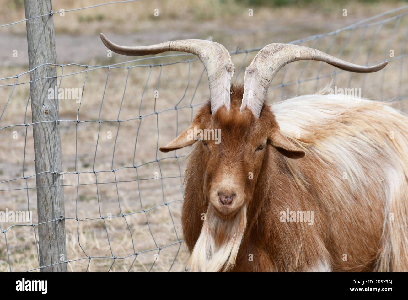Guernsey farm house hi-res stock photography and images - Alamy