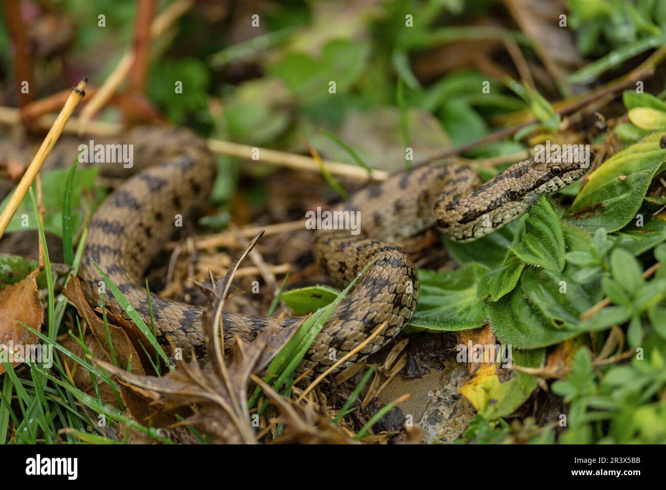 Serpiente lisa hi-res stock photography and images - Alamy