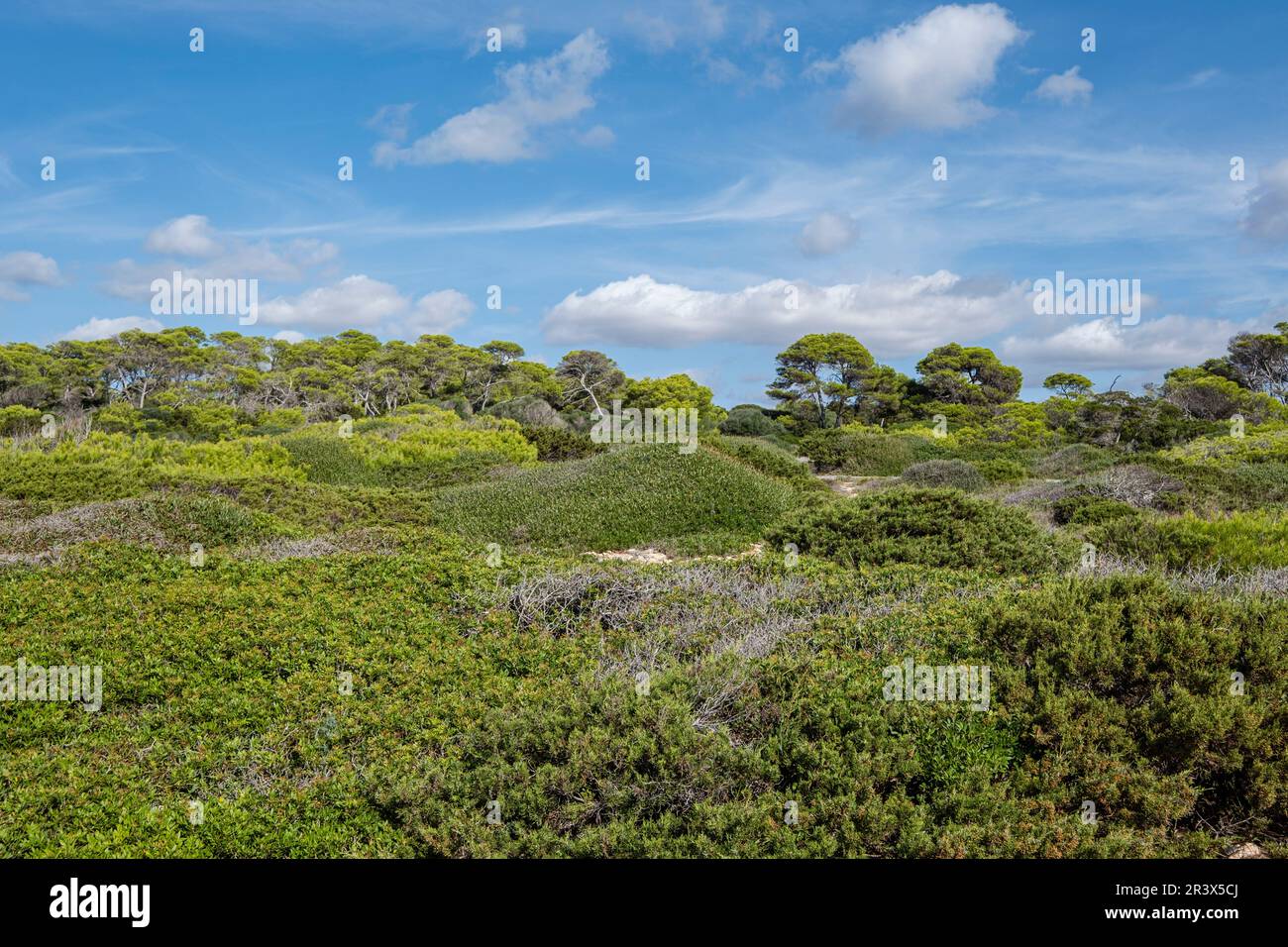 Mediterranean forest and scrub,Santanyi coast, Mallorca, Spain Stock ...