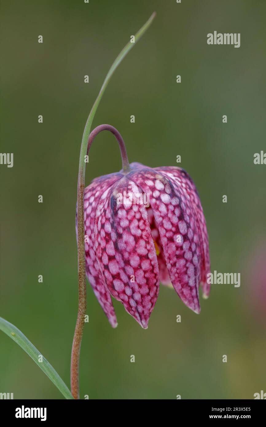Fritillaria meleagris, known as Snake's fritillary, Snake's head, Chess ...