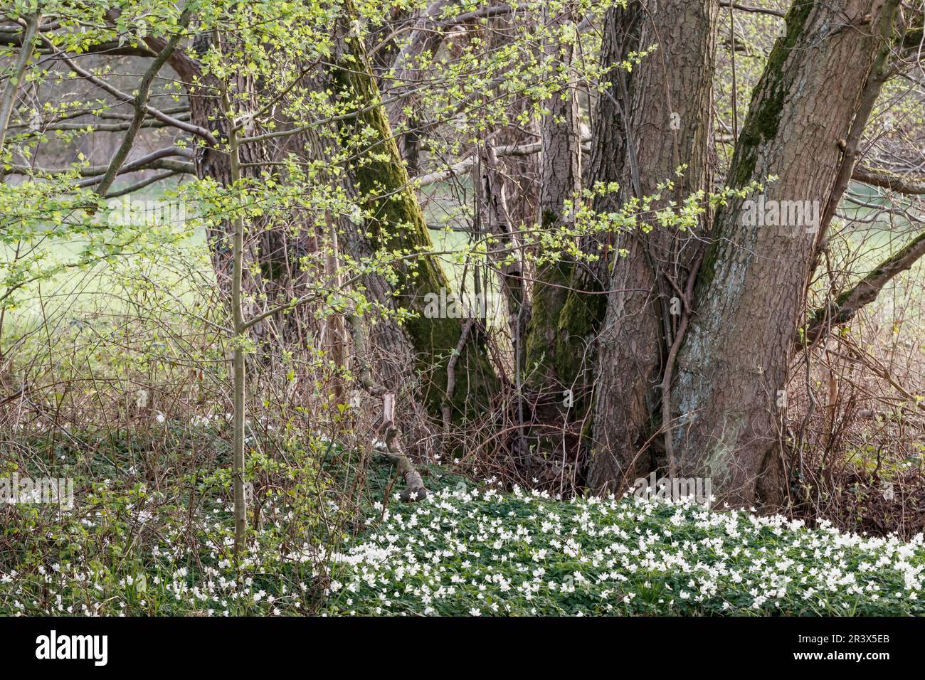 Anemone nemorosa, known as Smell fox, Helmet flower, Thimbleweet ...