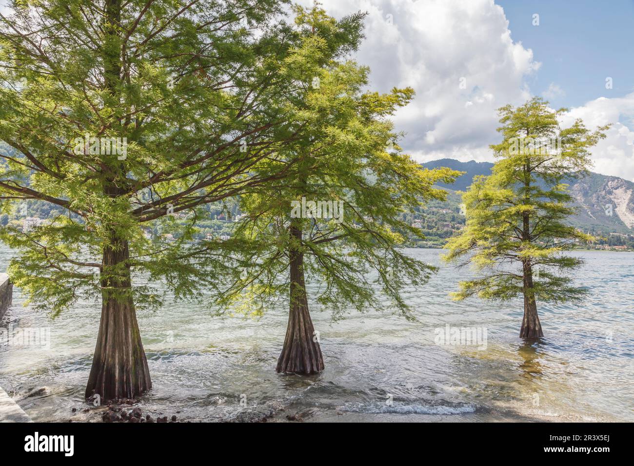 Taxodium ascendens, syn. Taxodium distichum, Pond cypress, Gulf cypress ...