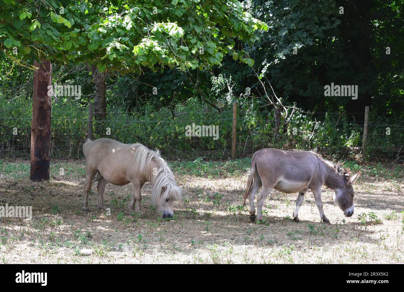 Donkey and pony at Baylham House Rare Breeds Farm, Suffolk, UK Stock ...