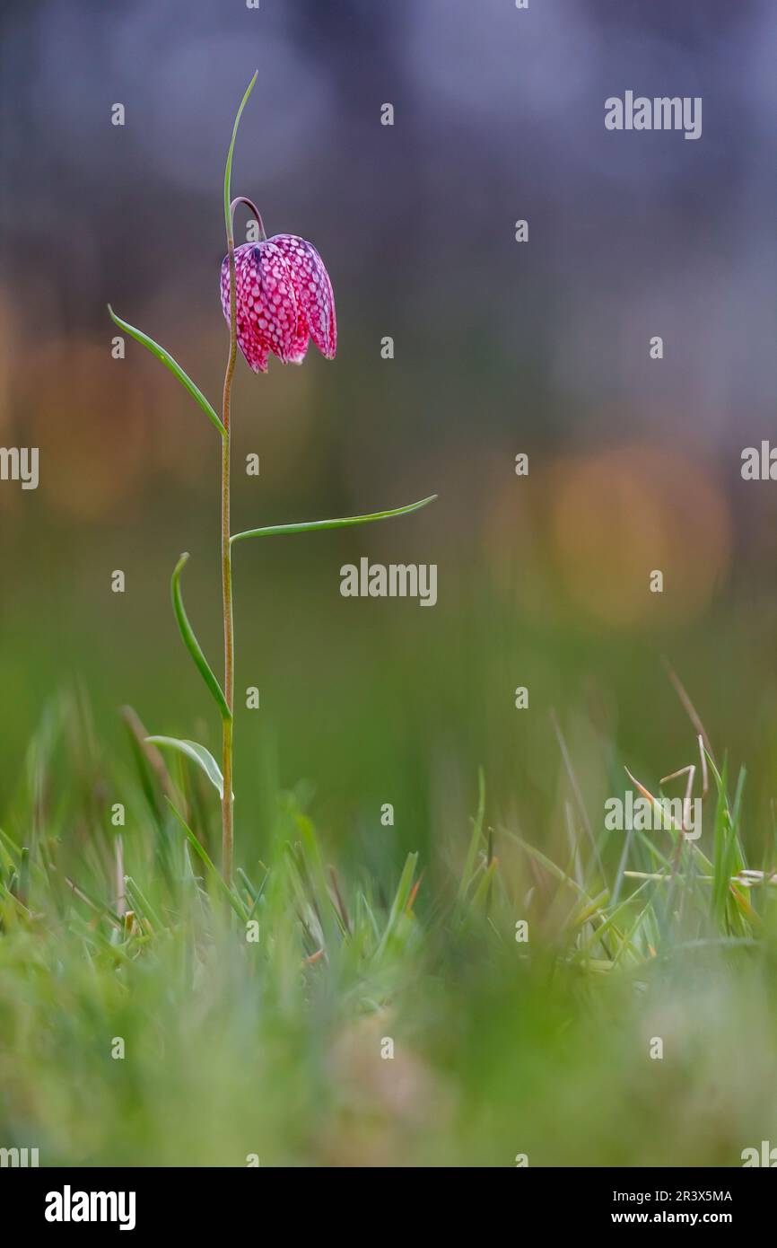 Fritillaria meleagris, known as Snake's fritillary, Snake's head, Chess ...