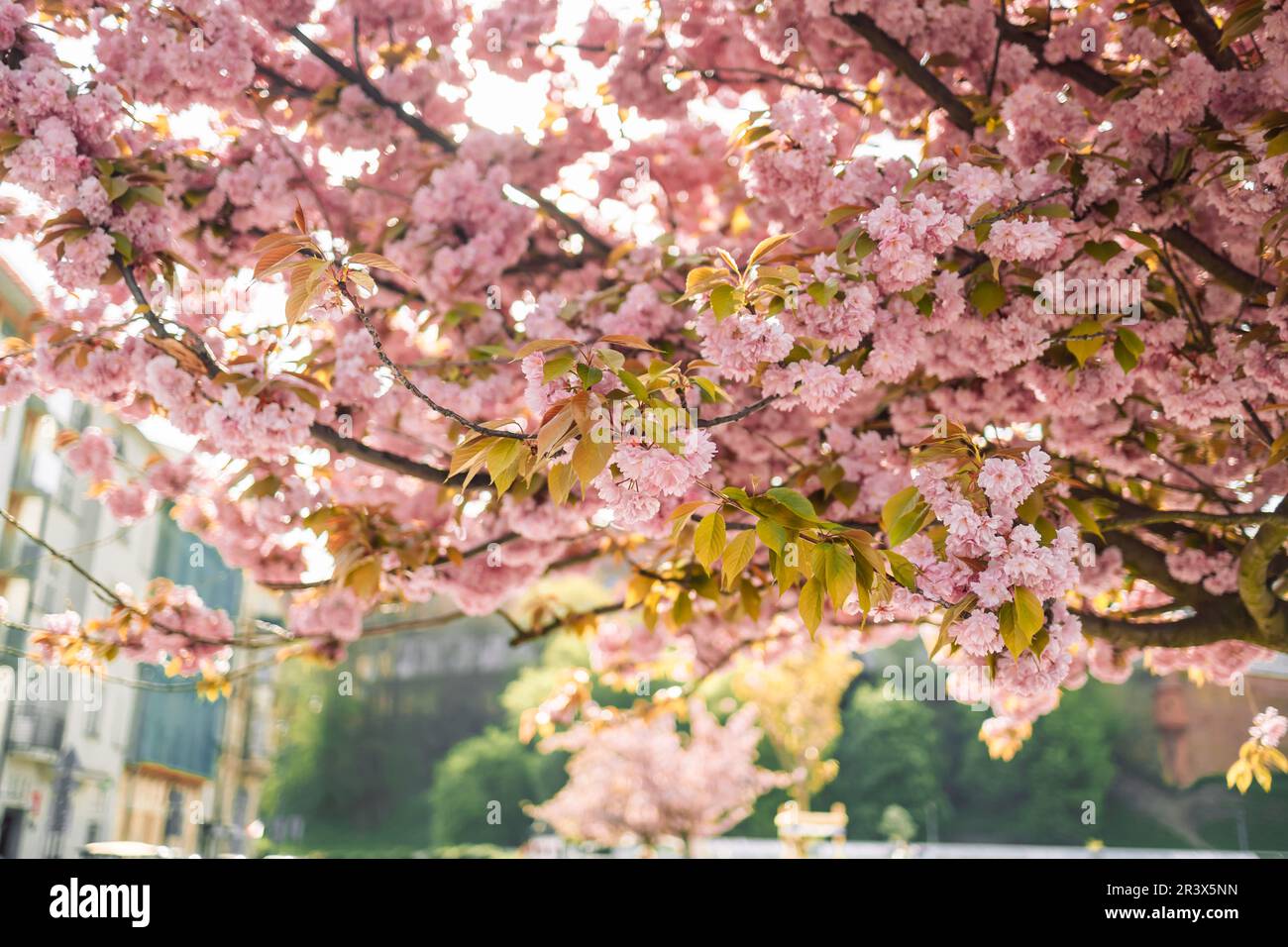 Spring Cherry blossoms, pink flowers in Krakow's old city Stock Photo ...