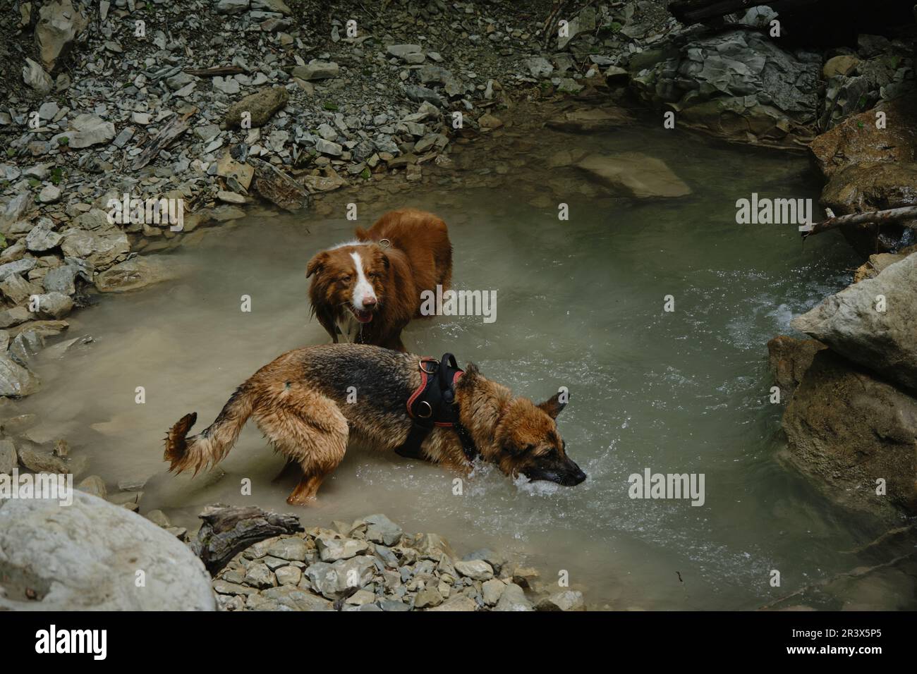 Two dogs play with water and splash in forest. Top view. Hiking with ...
