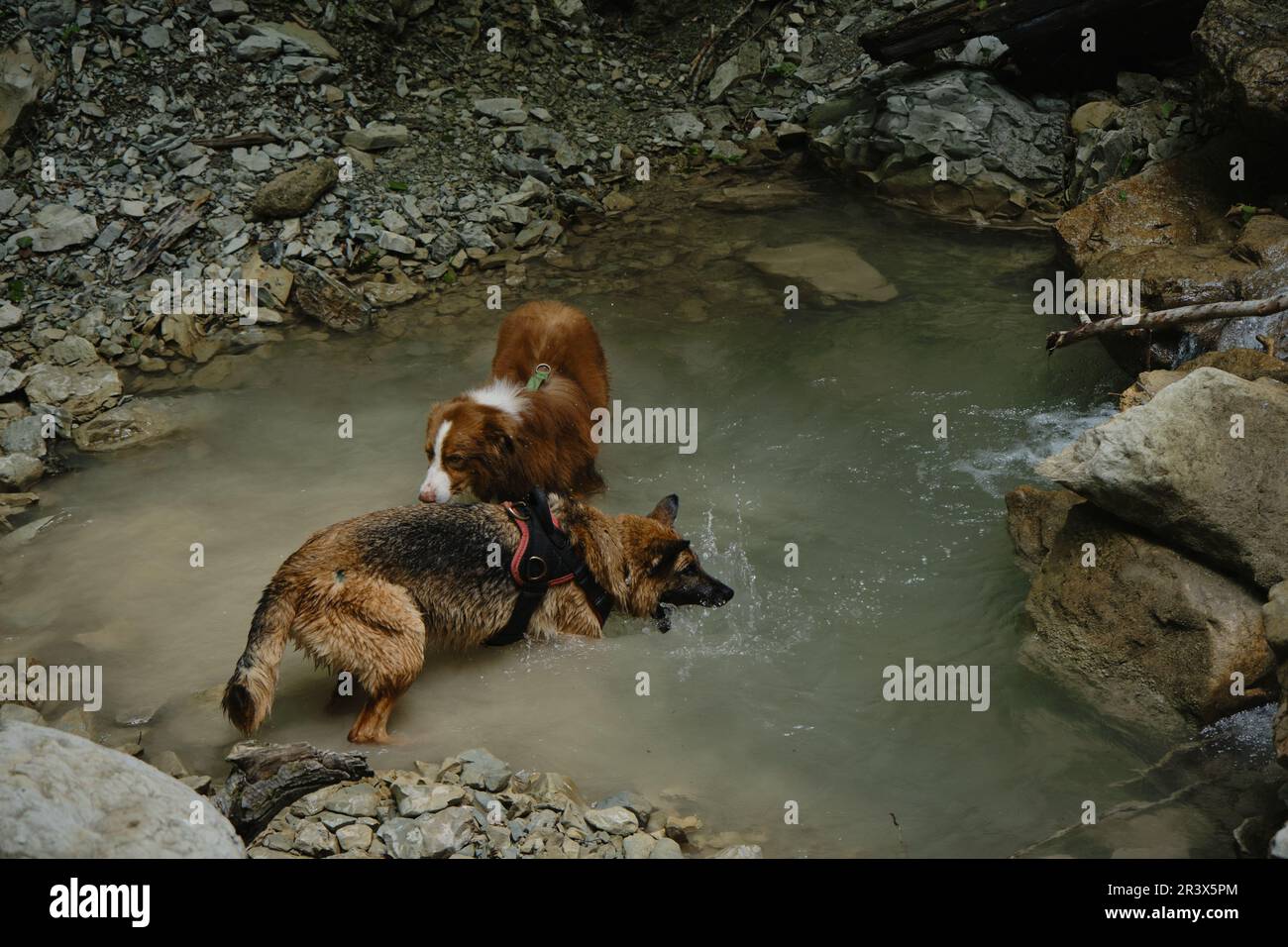 Two dogs play with water and splash in forest. Top view. Hiking with ...