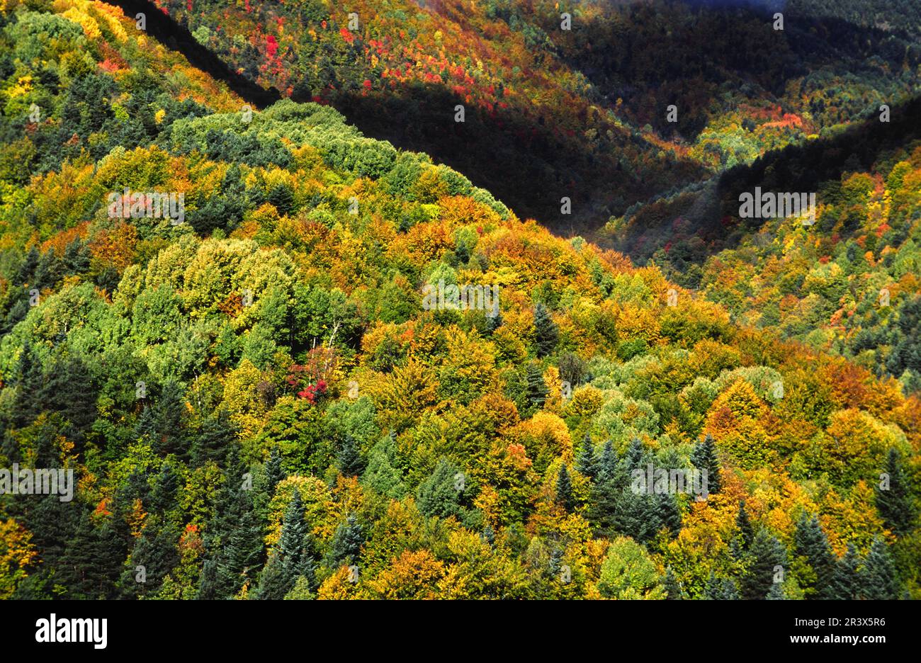 Parque natural de bosque mixto hi-res stock photography and images - Alamy