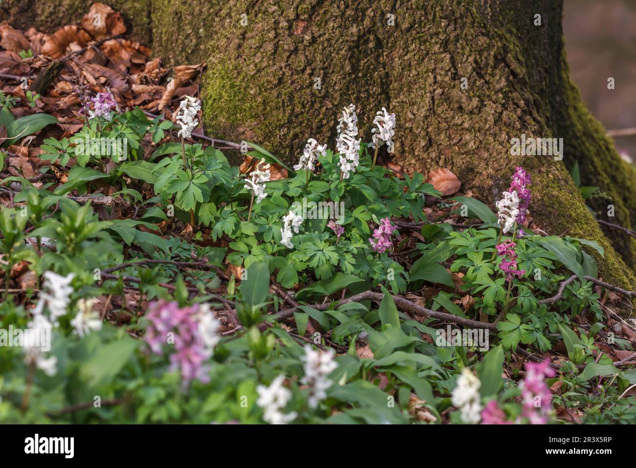 Corydalis cava, known as Corydalis flower, Fumewort, Hollowroot ...