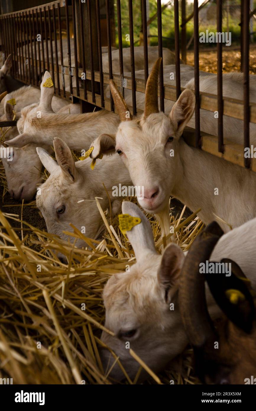Cabras ovejas hi-res stock photography and images - Alamy