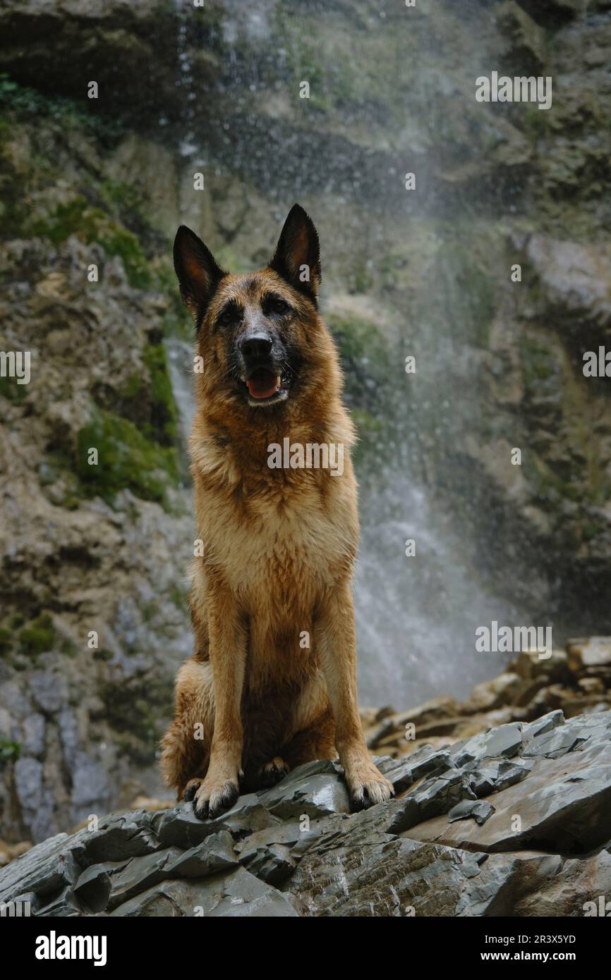 Red wet German Shepherd dog sits on stone by waterfall on warm spring ...