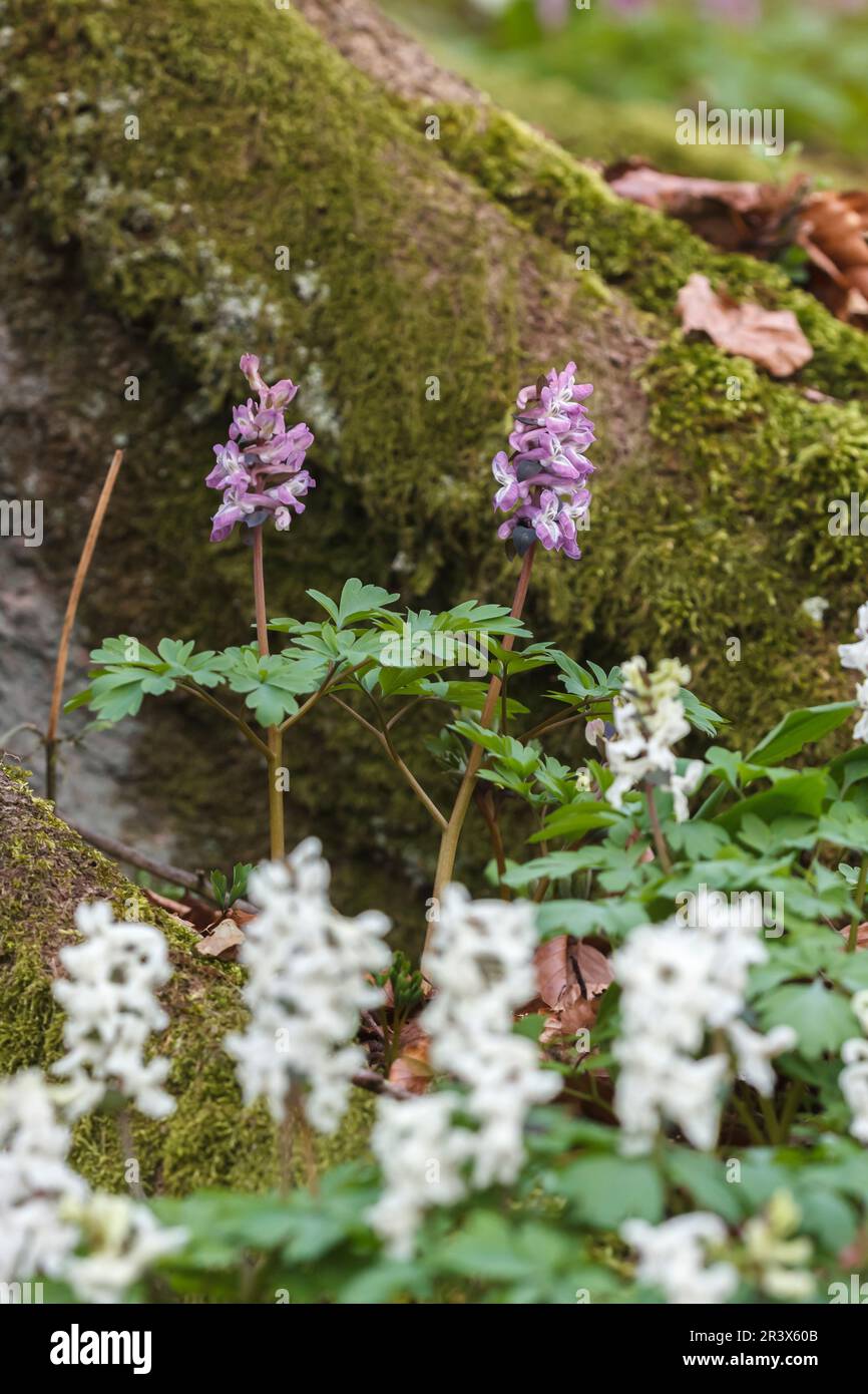 Corydalis cava, known as Corydalis flower, Fumewort, Hollowroot ...