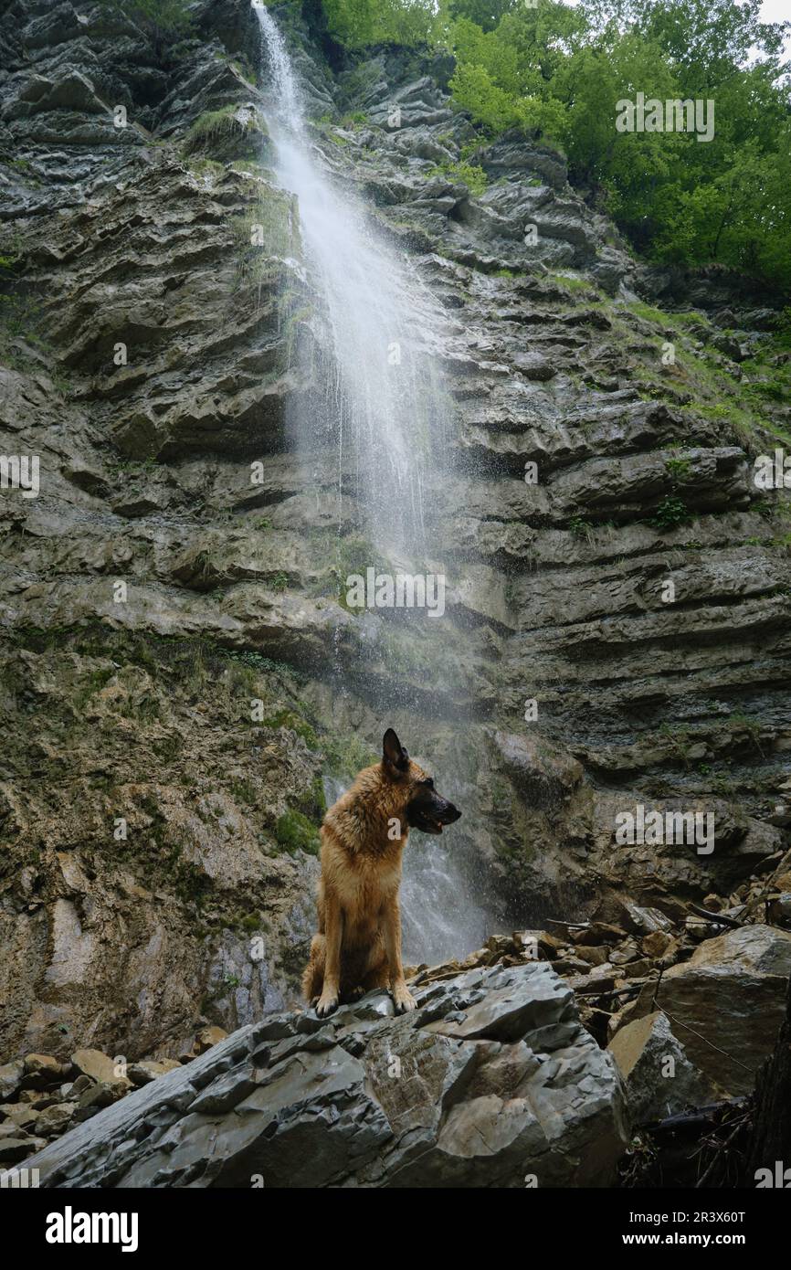 Red wet German Shepherd dog sits on stone by waterfall on warm spring ...
