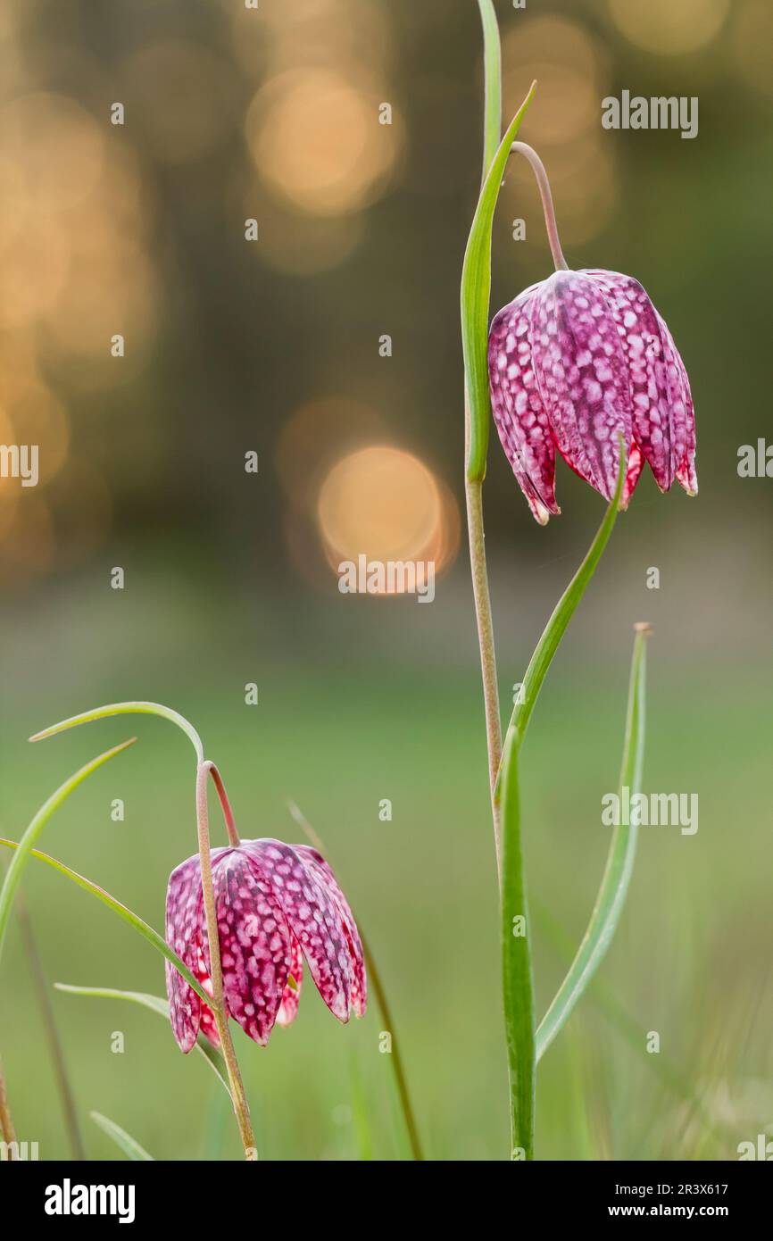 Fritillaria meleagris, known as Snake's fritillary, Snake's head, Chess ...