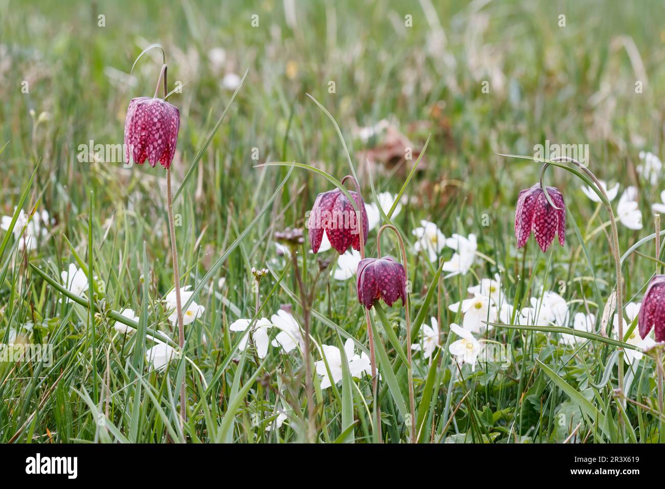 Fritillaria meleagris, known as Snake's fritillary, Snake's head, Chess ...