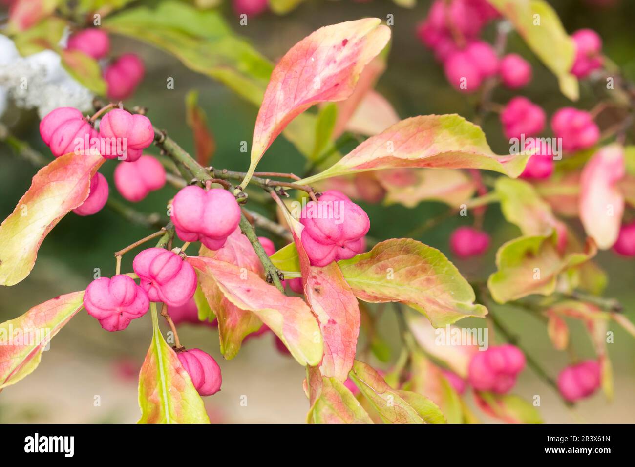 Euonymus europaeus, known as Spindle, European spindle, Common spindle ...