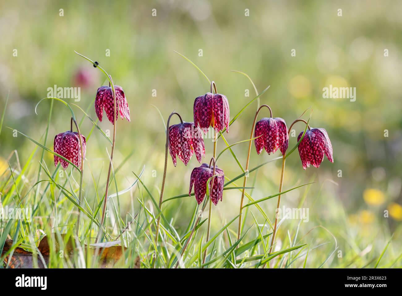 Fritillaria meleagris, known as Snake's fritillary, Snake's head, Chess ...