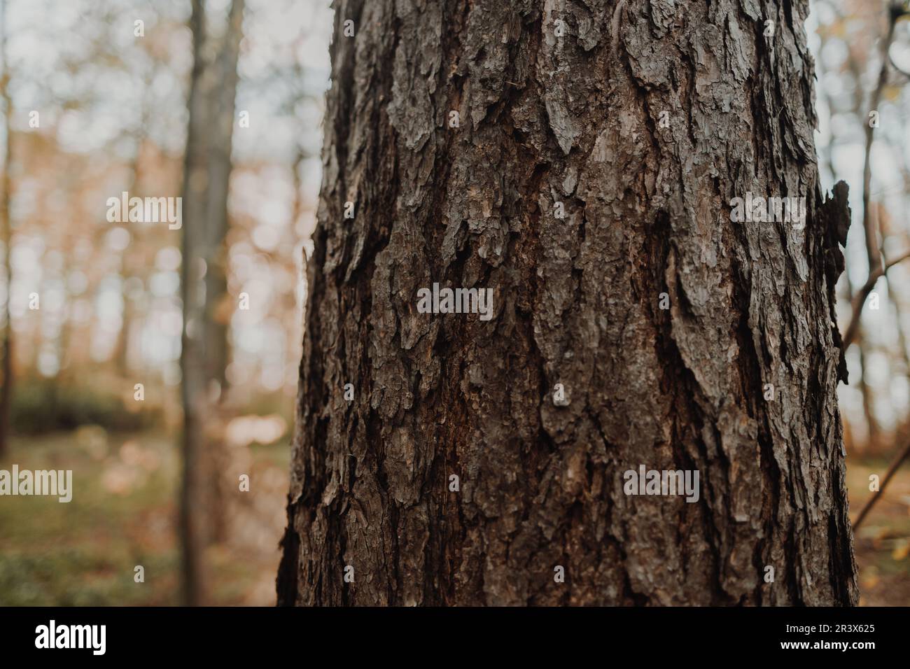 Wooded forest trees backlit by golden sunlight before sunset with sun ...