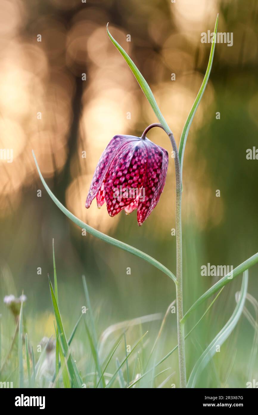 Fritillaria meleagris, known as Snake's fritillary, Snake's head, Chess ...