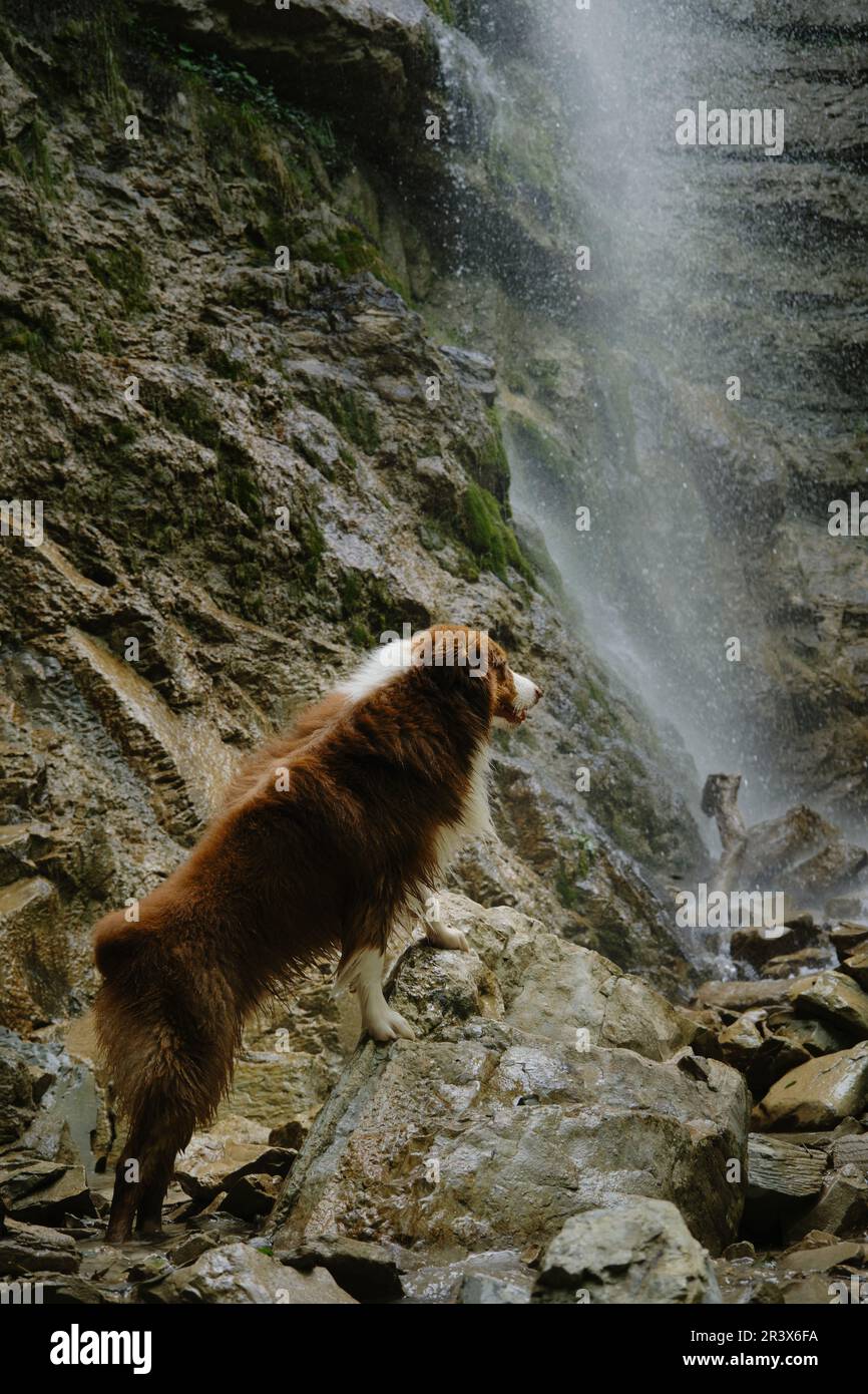 Brown wet Australian Shepherd dog stays with front paws on stone by ...