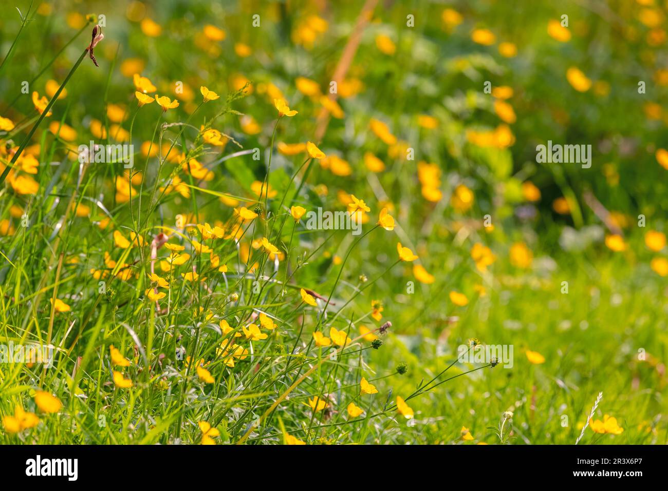 Wild long stemmed buttercup flowers in warm sunshine. Yellow ...