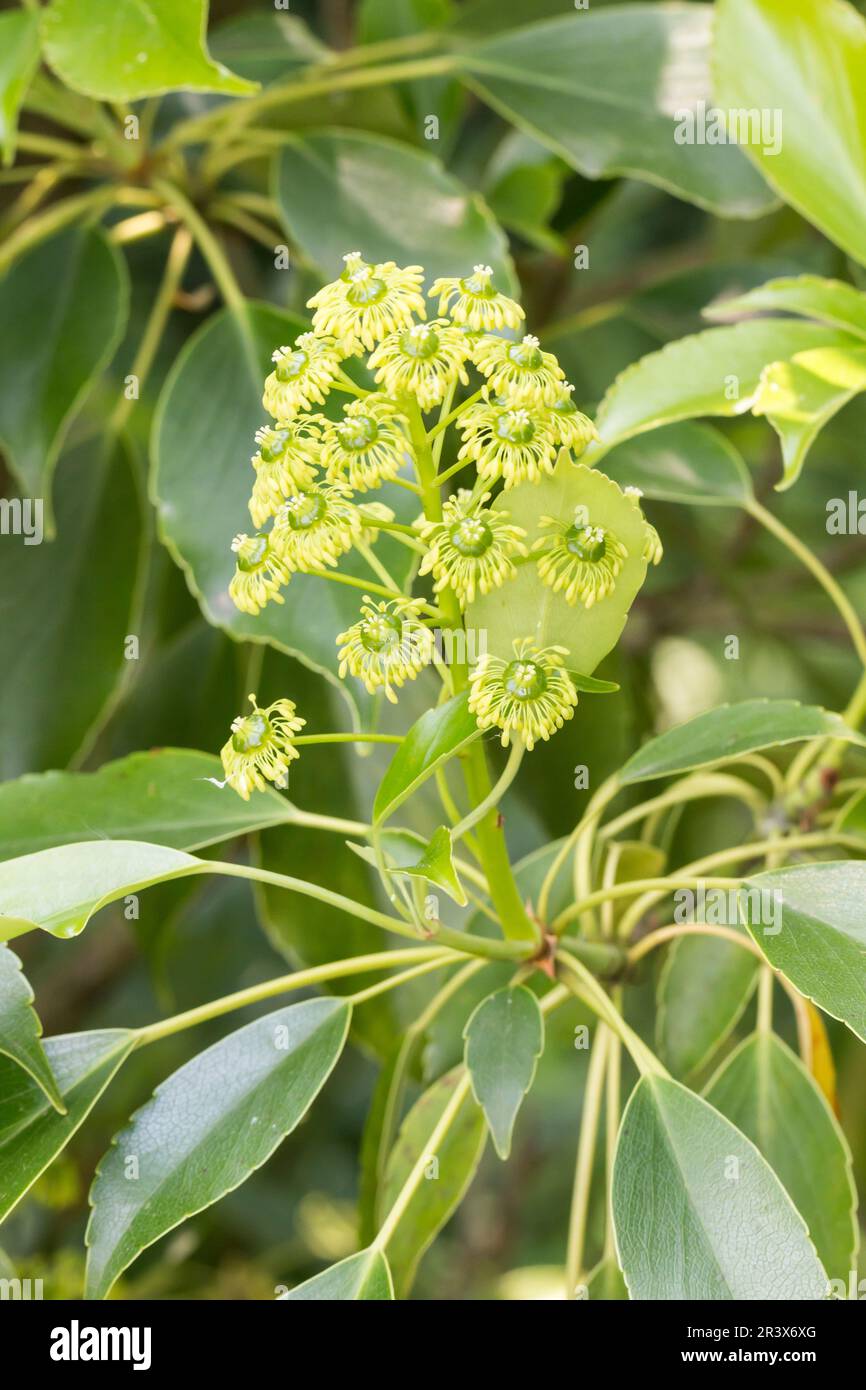 Trochodendron aralioides, Wheel tree in spring Stock Photo - Alamy