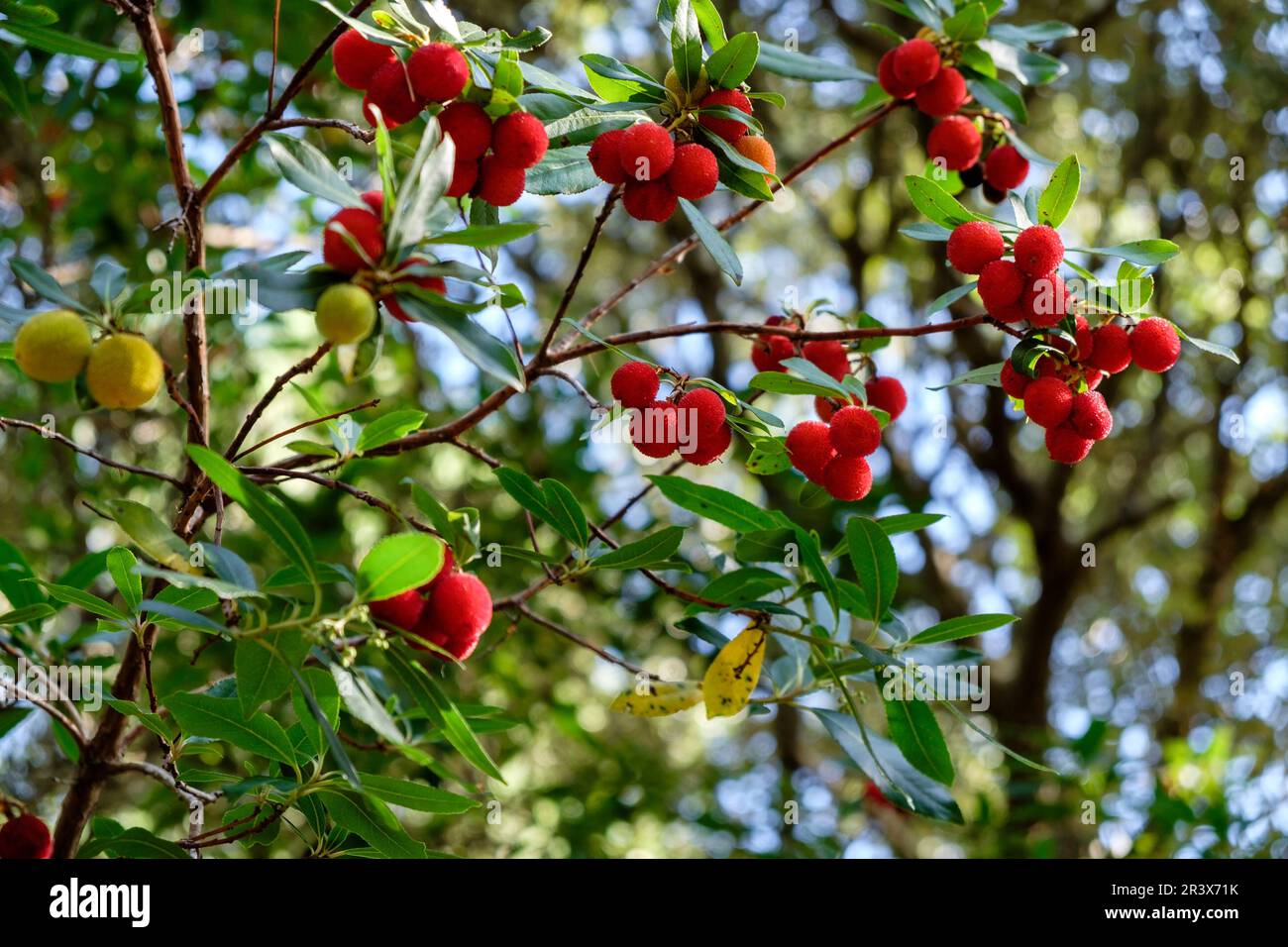 Ermitas de mallorca hi-res stock photography and images - Alamy