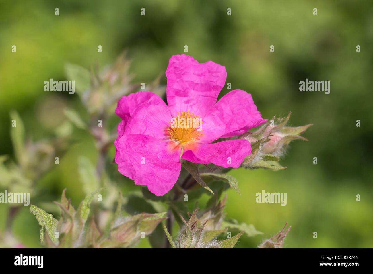 Cistus crispus, commonly known as the Spotted rock rose Stock Photo - Alamy