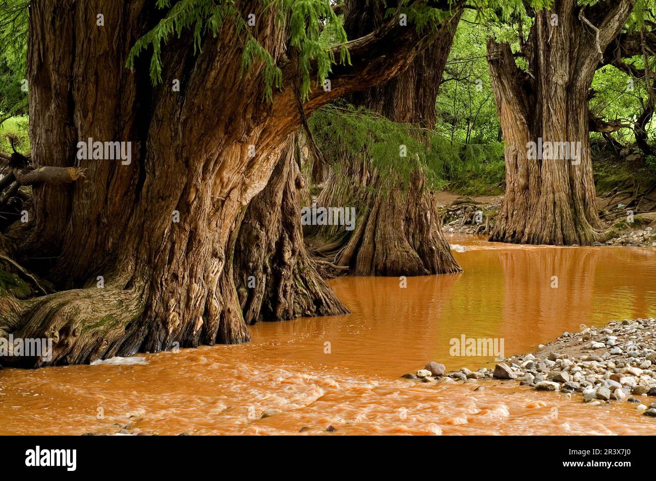 Ahuehuetes junto a un rio.Mixteca. Estado de Oaxaca .México Stock Photo ...