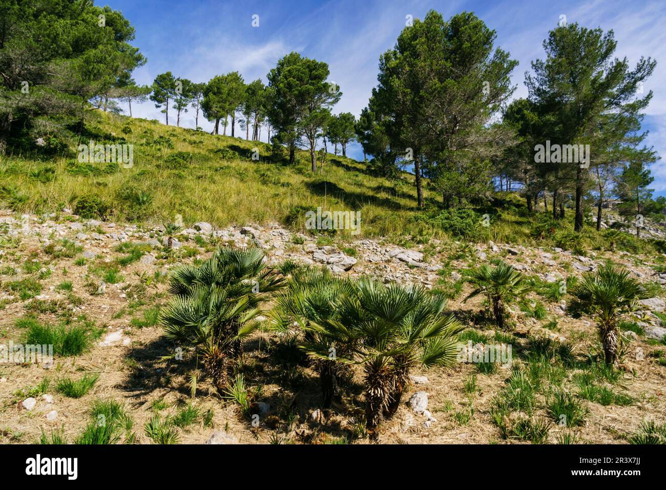 Hojas de palmito hojas hi-res stock photography and images - Alamy