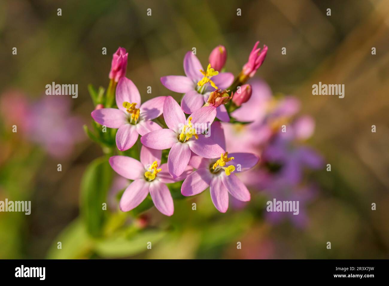 Centaurium erythraea, ssp. erythraea, known as Common centaury ...