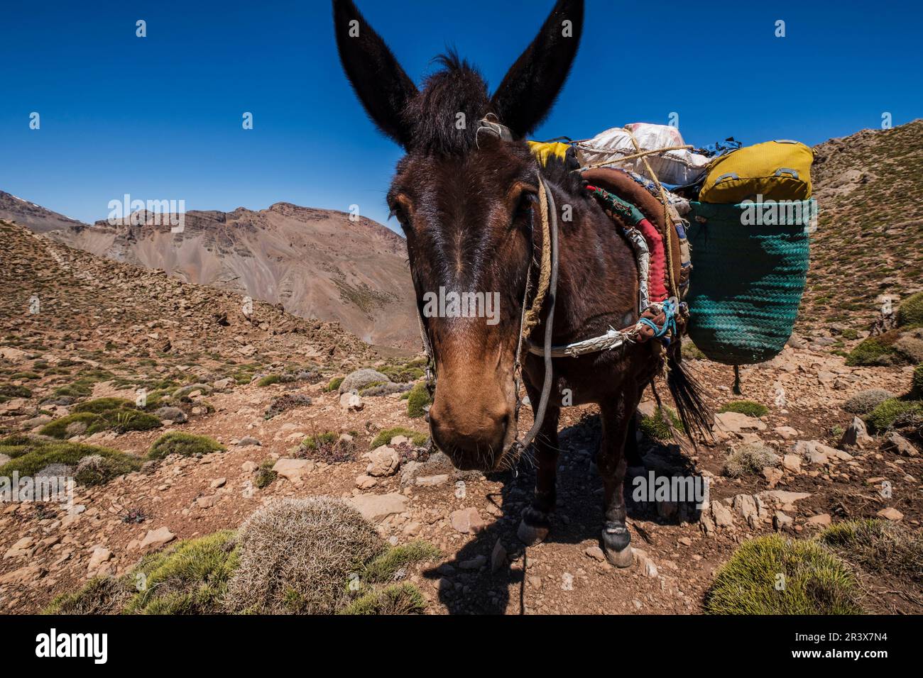 Porter mule on the pass Stock Photo - Alamy