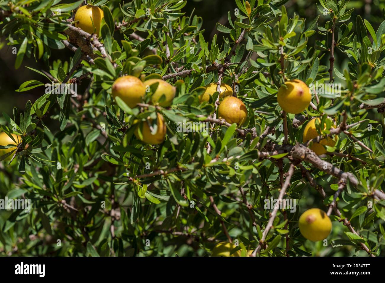 Fruit states hi-res stock photography and images - Alamy